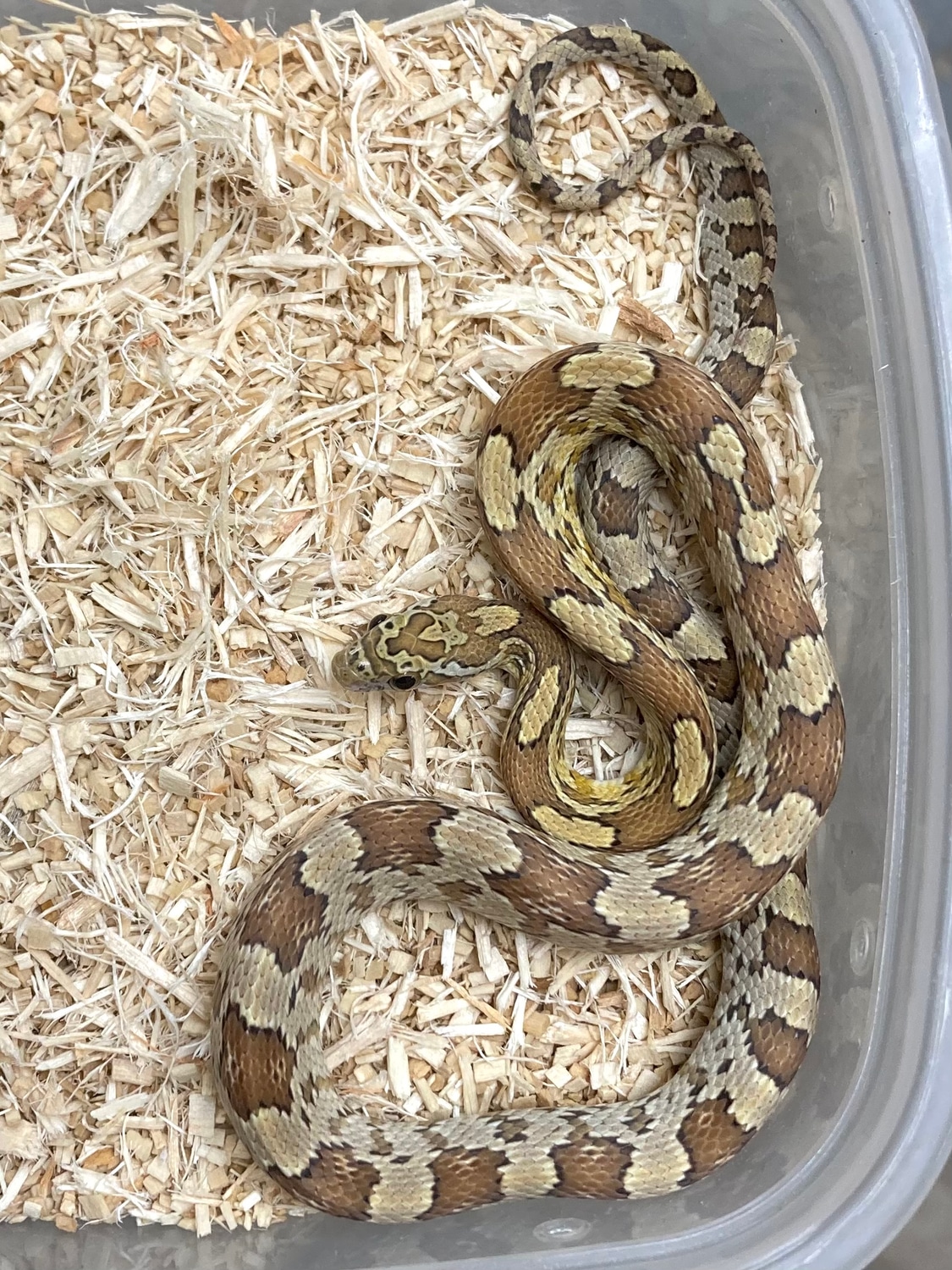 Caramel Het Amel Pos. Het Sunkissed Hypo Stripe Corn Snake by Exotics ...