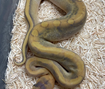 Ivory Paradox (Stunning!) Ball Python by Exotics by Nature Co ...