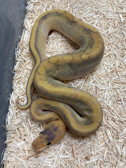 Mimosa Ball Python by Exotics by Nature Co.
