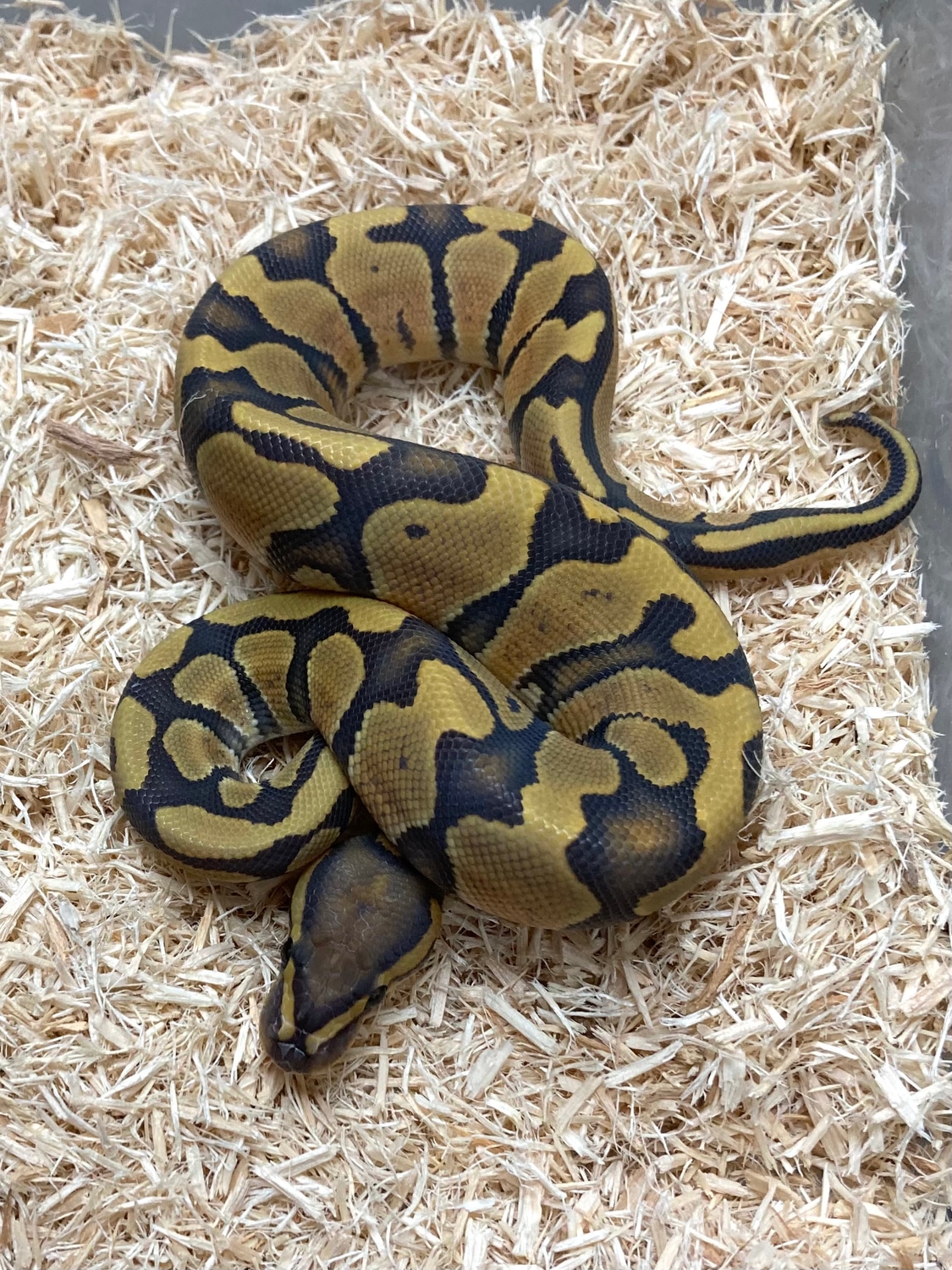 Hypo Ball Python by Exotics by Nature Co. - MorphMarket