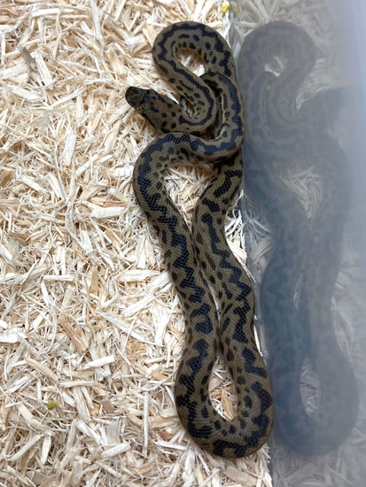 Spotted Python by Exotics by Nature Co.