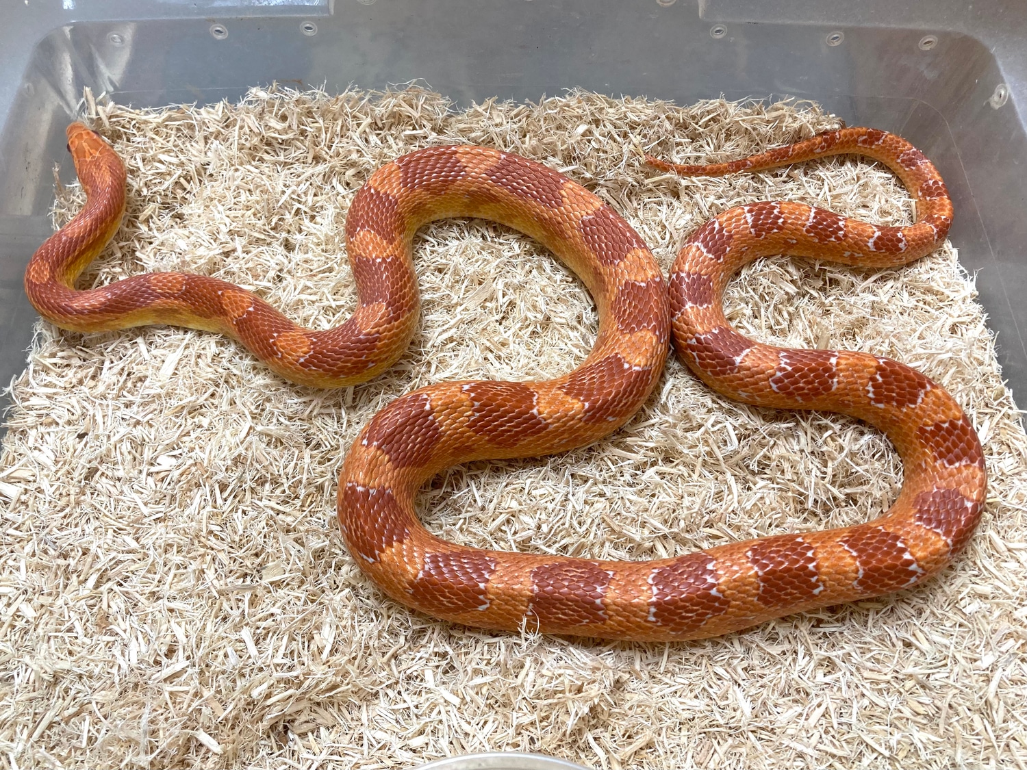 Amel Het Sunkissed Anery Caramel Lavender Corn Snake by Exotics by ...