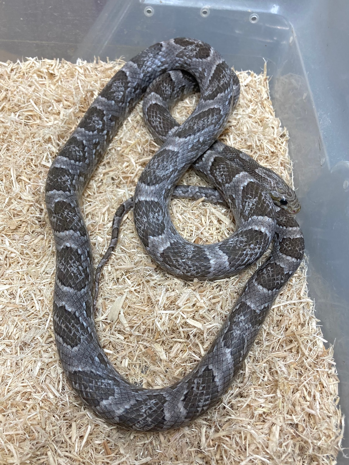 Sunkissed Charcoal Het Amel Corn Snake by Exotics by Nature Co ...