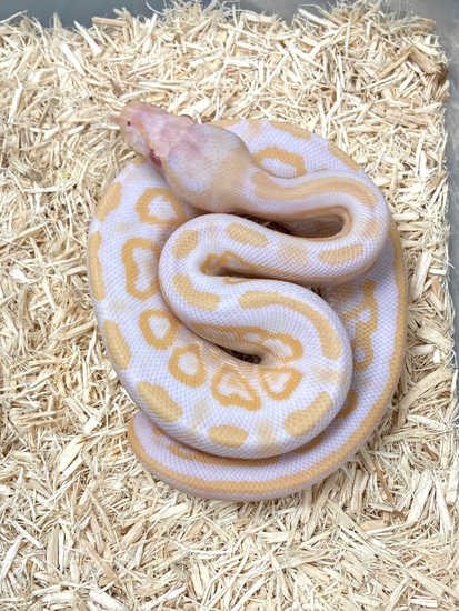 Albino Cinnamon Blitz Ball Python by Exotics by Nature Co.