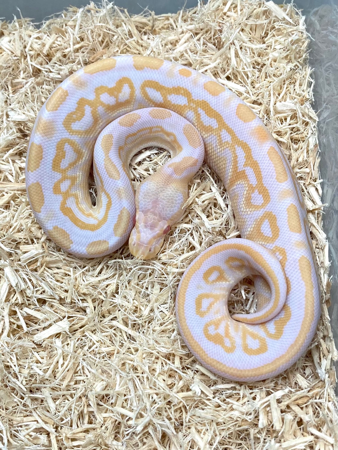 Albino Cinnamon Blitz Ball Python by Exotics by Nature Co. - MorphMarket