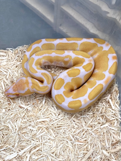 Albino Ball Python by Exotics by Nature Co.