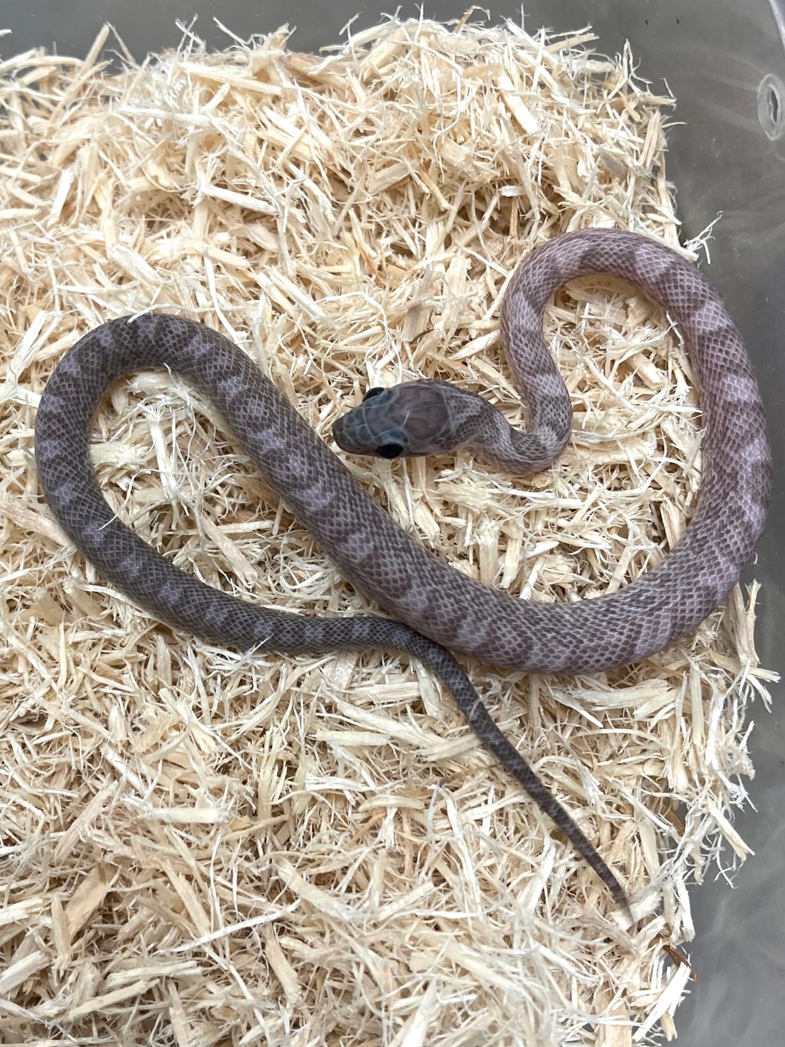 Sunkissed Charcoal Pos. Het Bloodred Corn Snake by Exotics by Nature Co ...