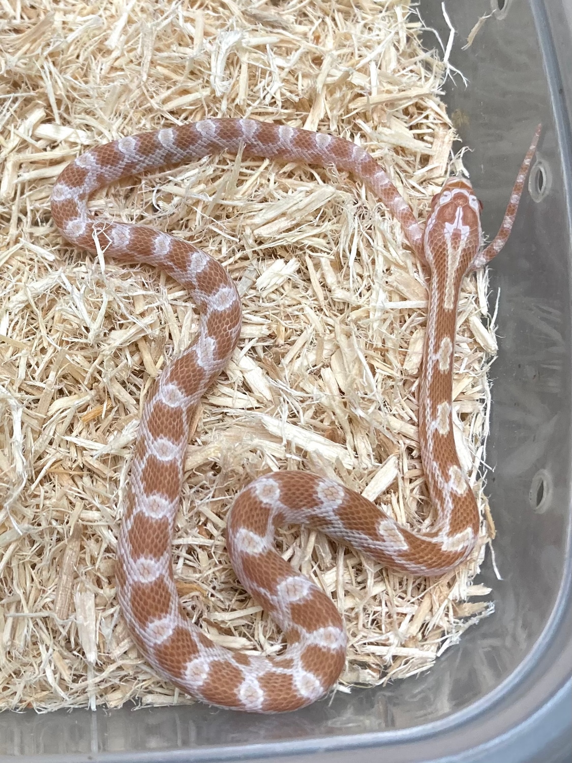 Butter Pos. Het Bloodred Cinder Corn Snake by Exotics by Nature Co ...