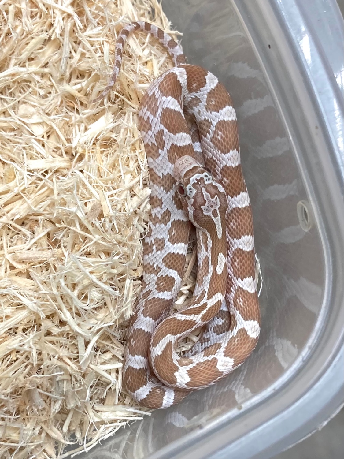 Golddust Pos. Het Bloodred Cinder Corn Snake by Exotics by Nature Co ...