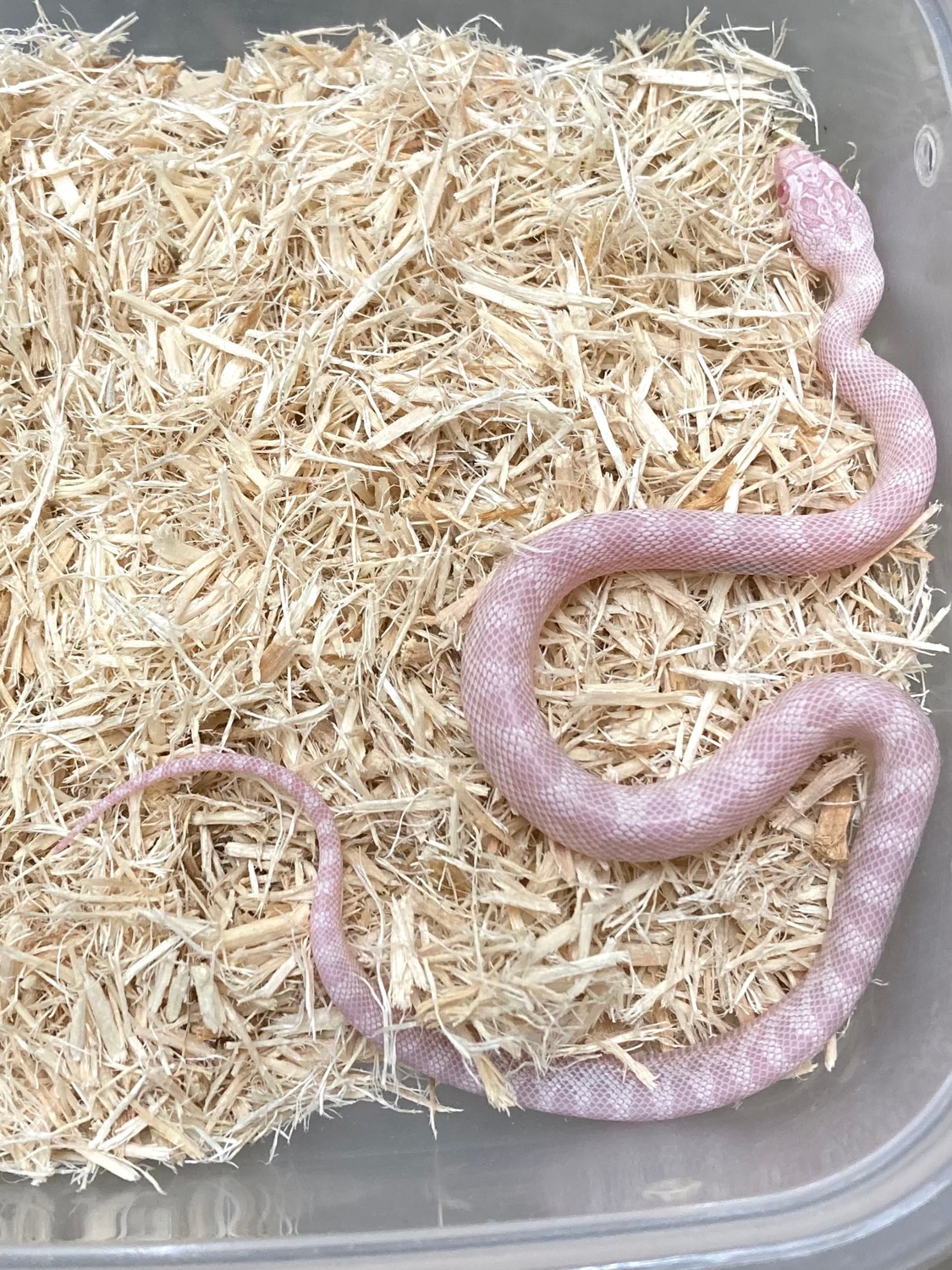 Amel Shatter Het Caramel Corn Snake by Exotics by Nature Co. - MorphMarket