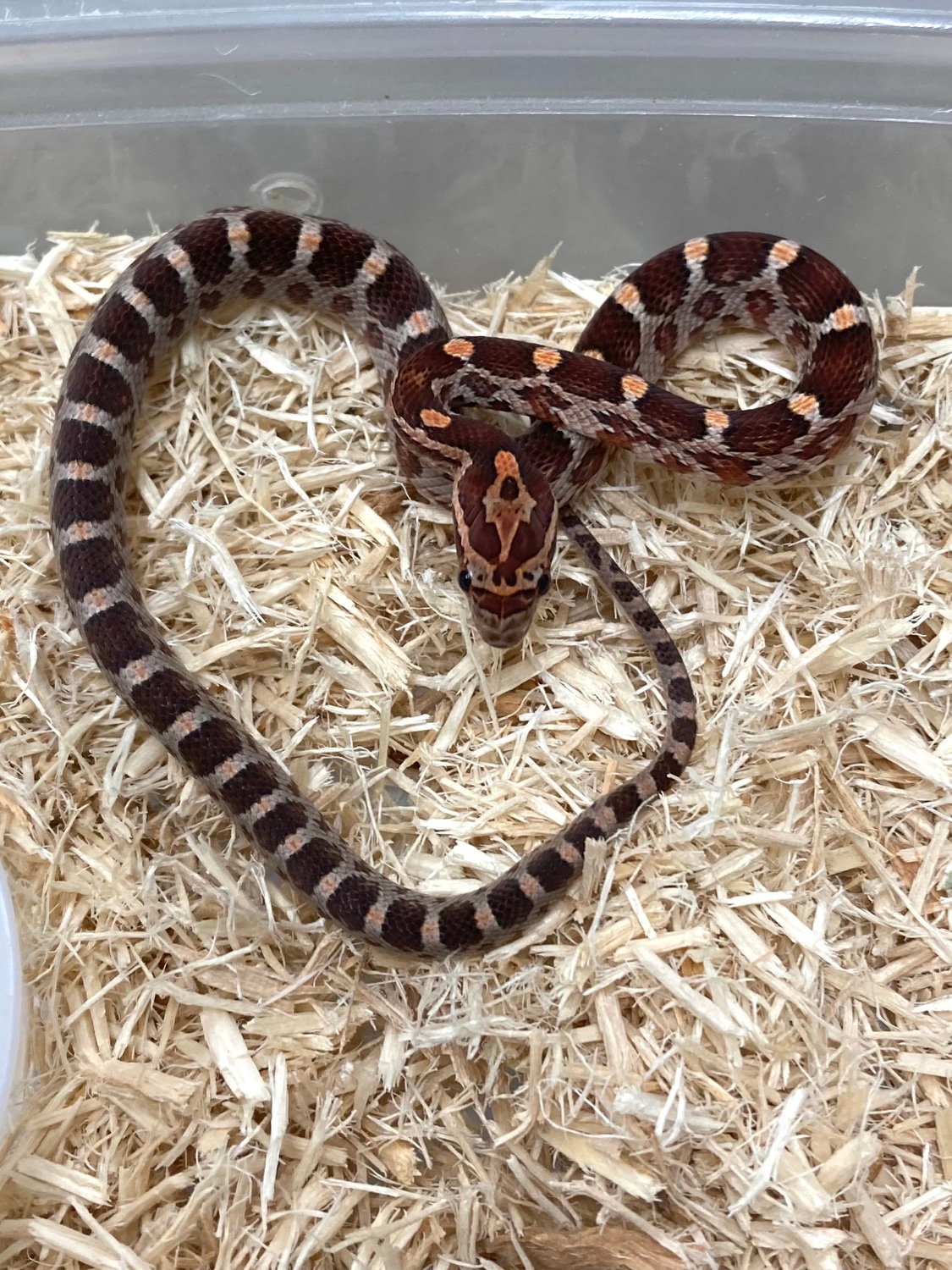 Het Ultramel Lavender Pos. Het Bloodred Anery Motley Corn Snake by ...