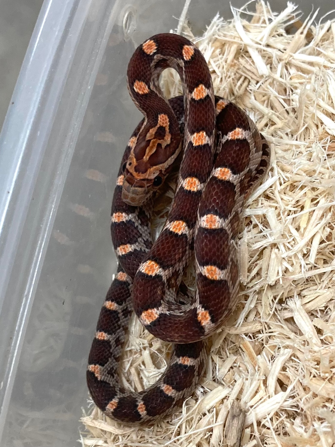 Het Ultramel Lavender Pos. Het Bloodred Anery Motley Corn Snake by ...
