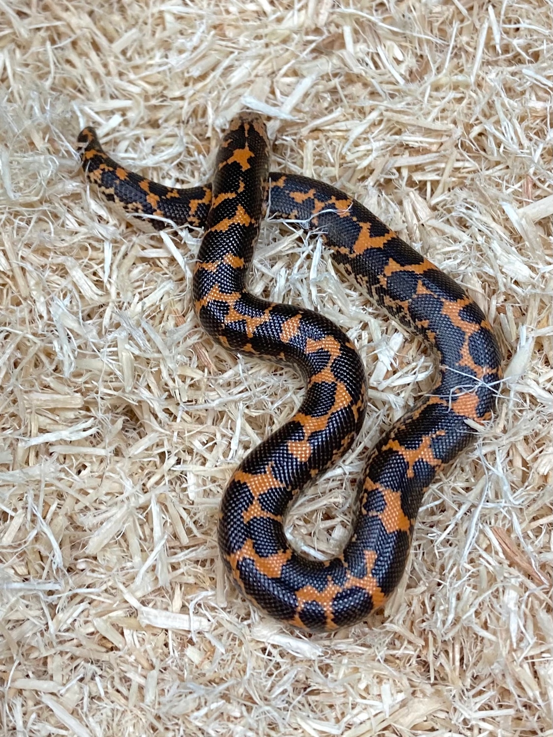 Het Anery Kenyan Sand Boa by Exotics by Nature Co. - MorphMarket
