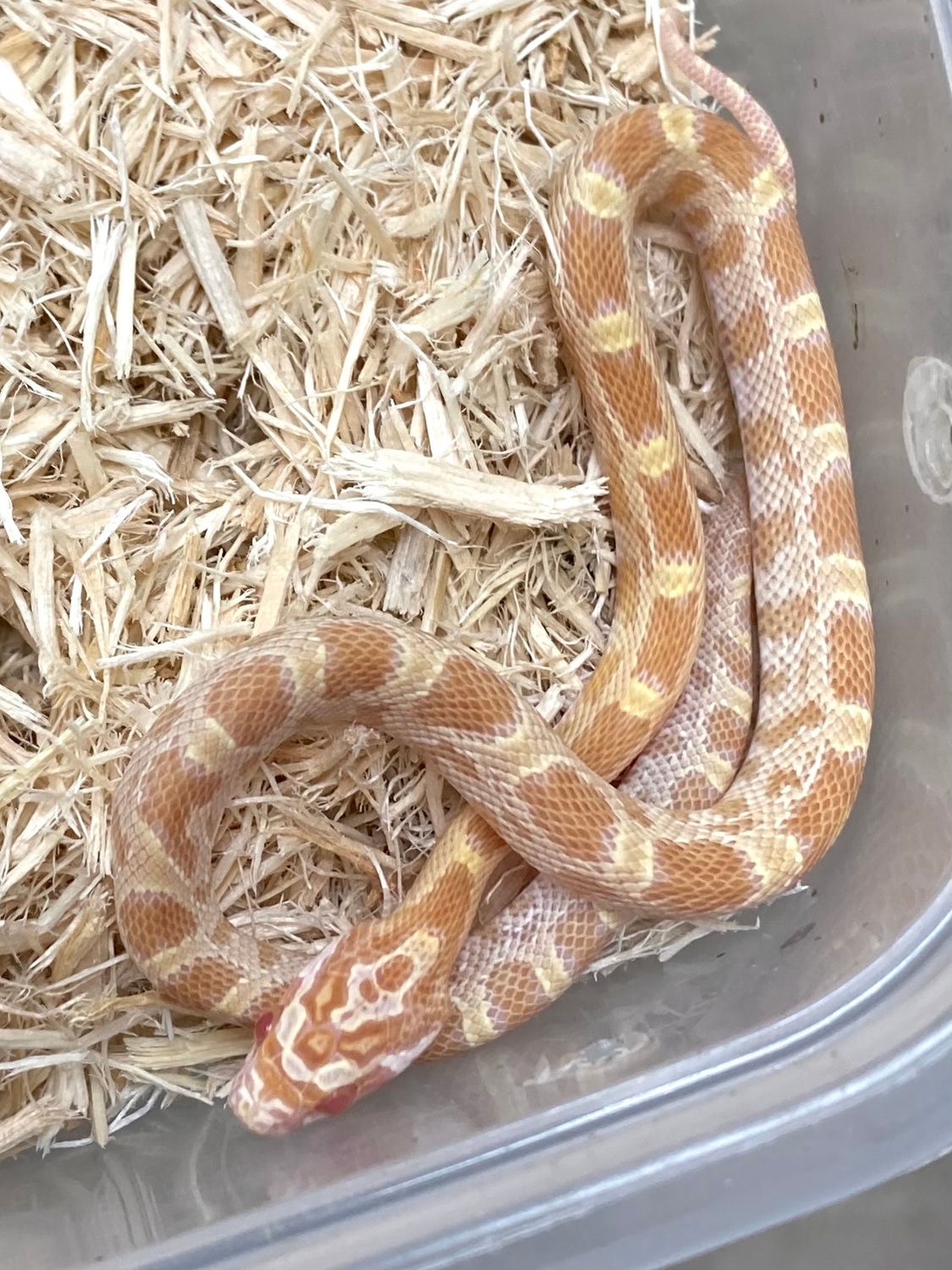 Butter Pos. Het Sunkissed Cinder Corn Snake by Exotics by Nature Co ...
