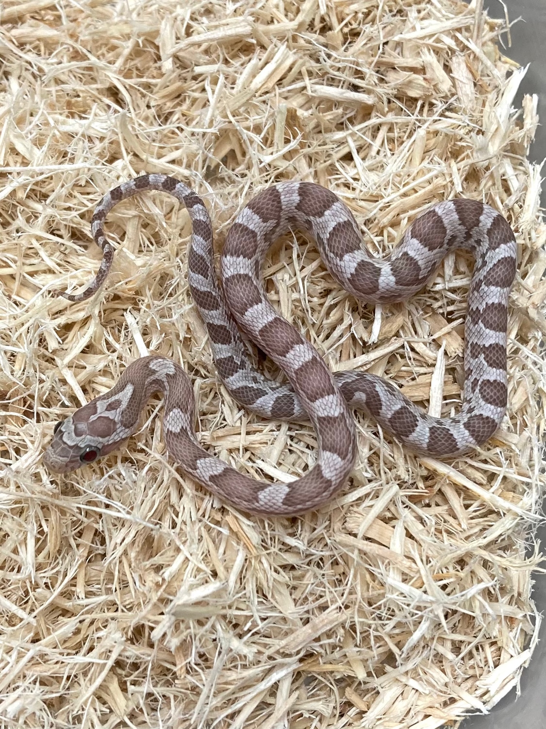 Golddust Cinder Pos. Het Sunkissed Corn Snake by Exotics by Nature Co ...