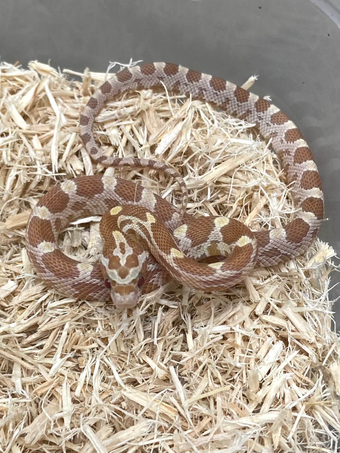 Golddust Pos. Het Sunkissed Cinder Corn Snake by Exotics by Nature Co ...