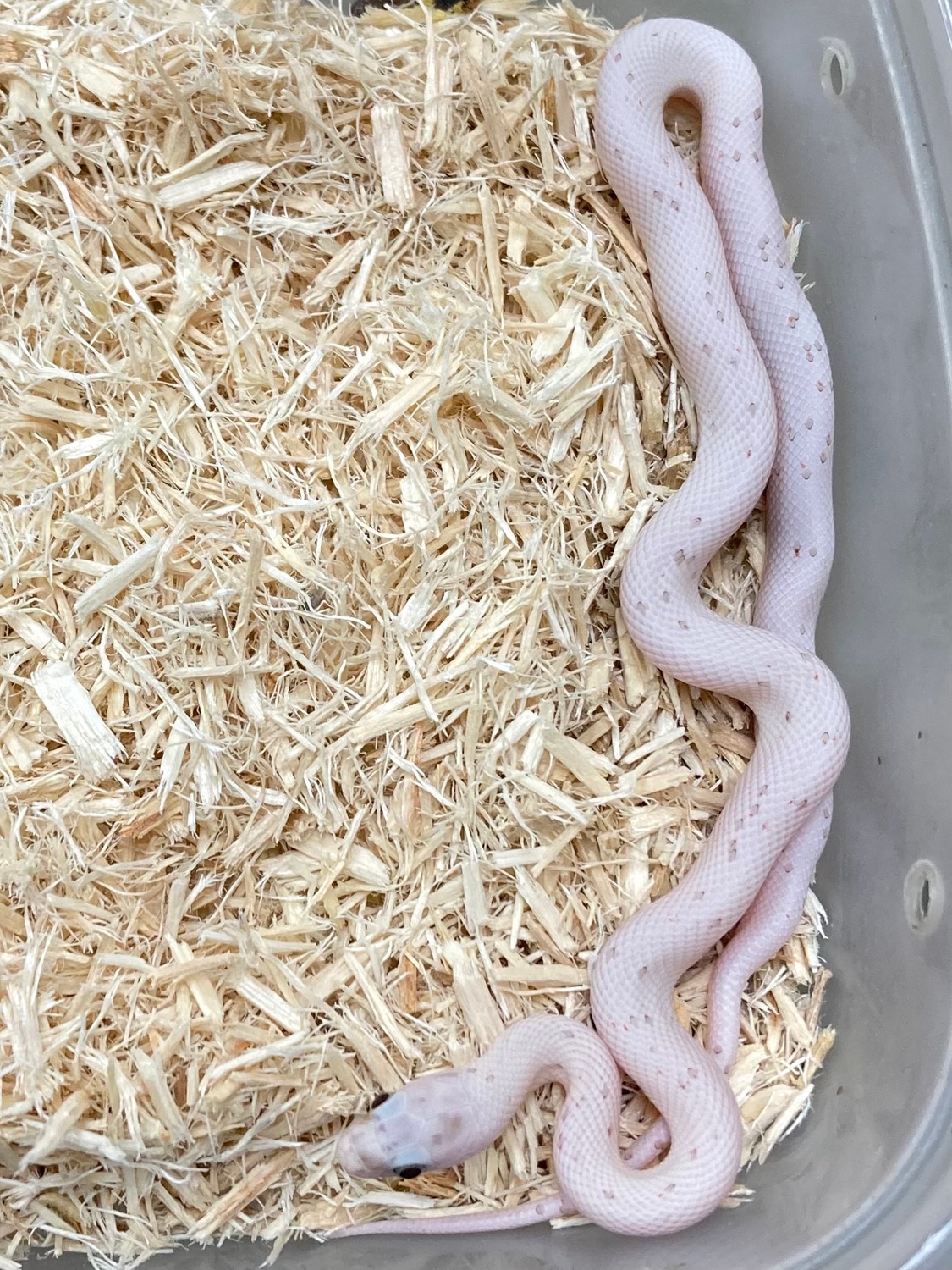 Palmetto Pos. Het Amel Corn Snake by Exotics by Nature Co. - MorphMarket