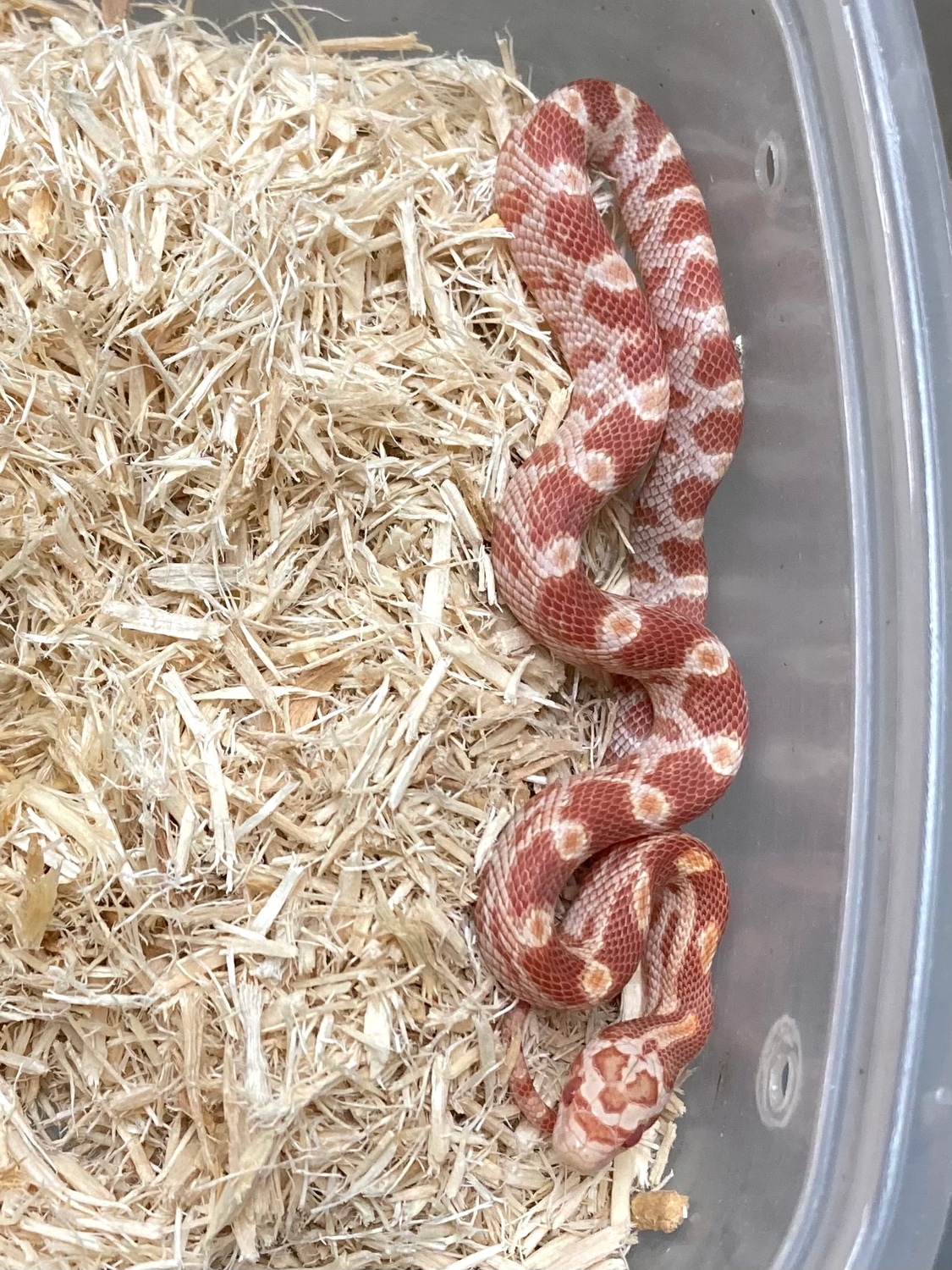Amel Het Cinder Motley Pos. Het Caramel Corn Snake by Exotics by Nature ...