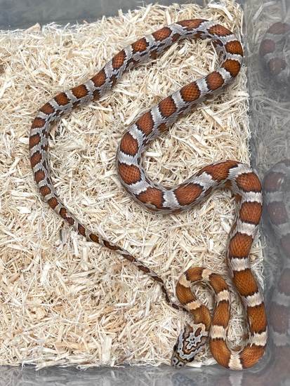 Sunkissed Miami Corn Snake by Exotics by Nature Co.