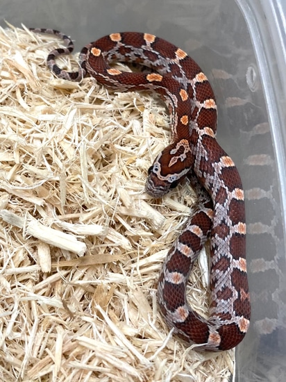 Dilute Het Anery Sunkissed Corn Snake by Exotics by Nature Co.