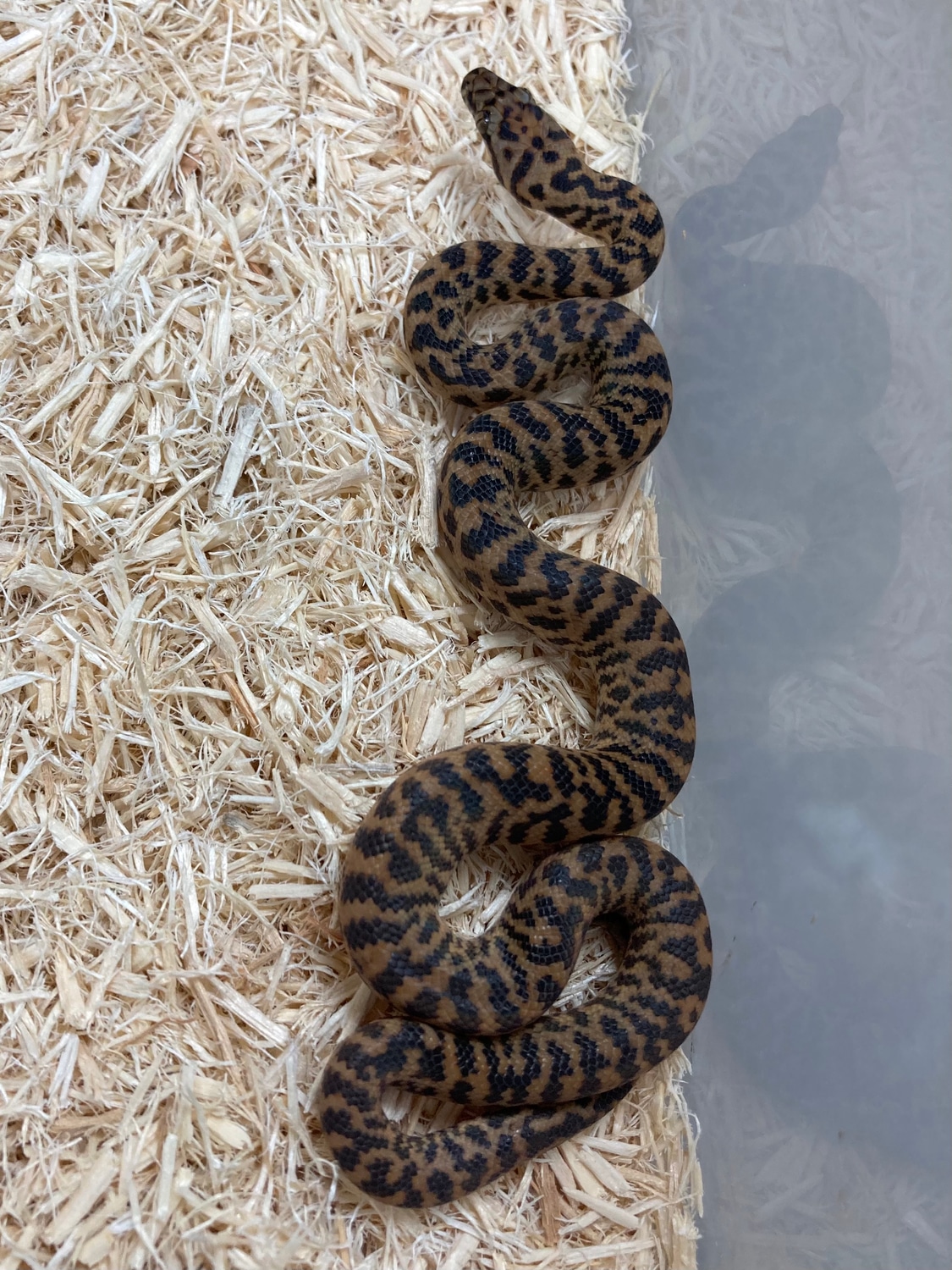 Spotted Python by Exotics by Nature Co. - MorphMarket