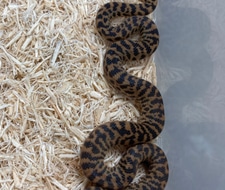 Spotted Pythons for Sale - MorphMarket US & Canada