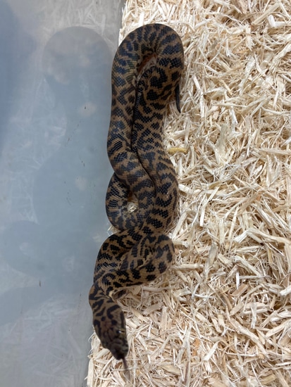 Spotted Python by Exotics by Nature Co.