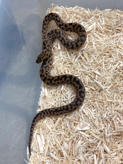 Spotted Python by Exotics by Nature Co.