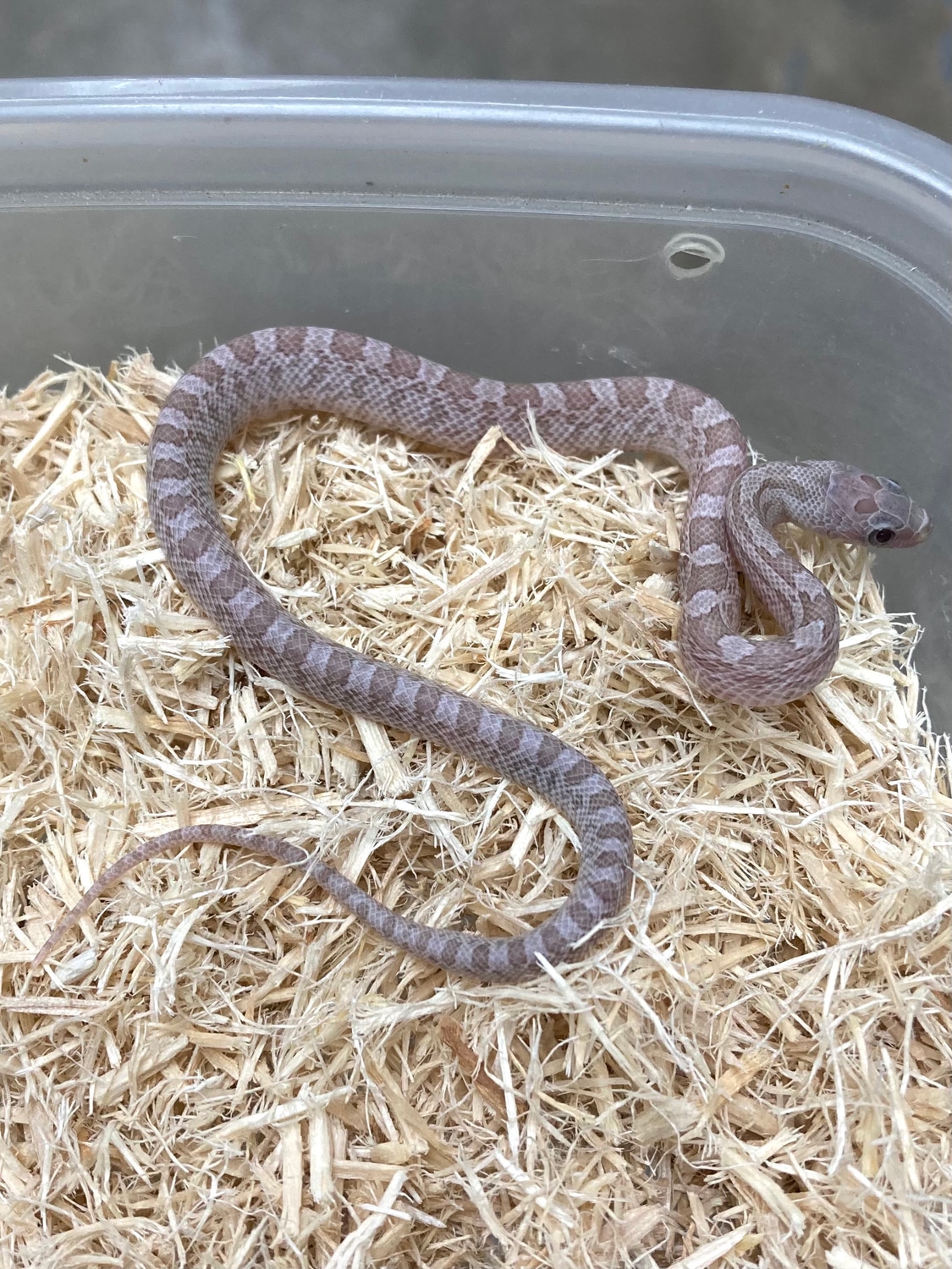 Caramel Bloodred Cinder Pos. Het Lava Corn Snake by Exotics by Nature ...