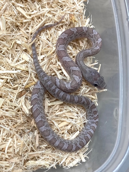 Caramel Bloodred Cinder Pos. Het Lava Corn Snake by Exotics by Nature Co.