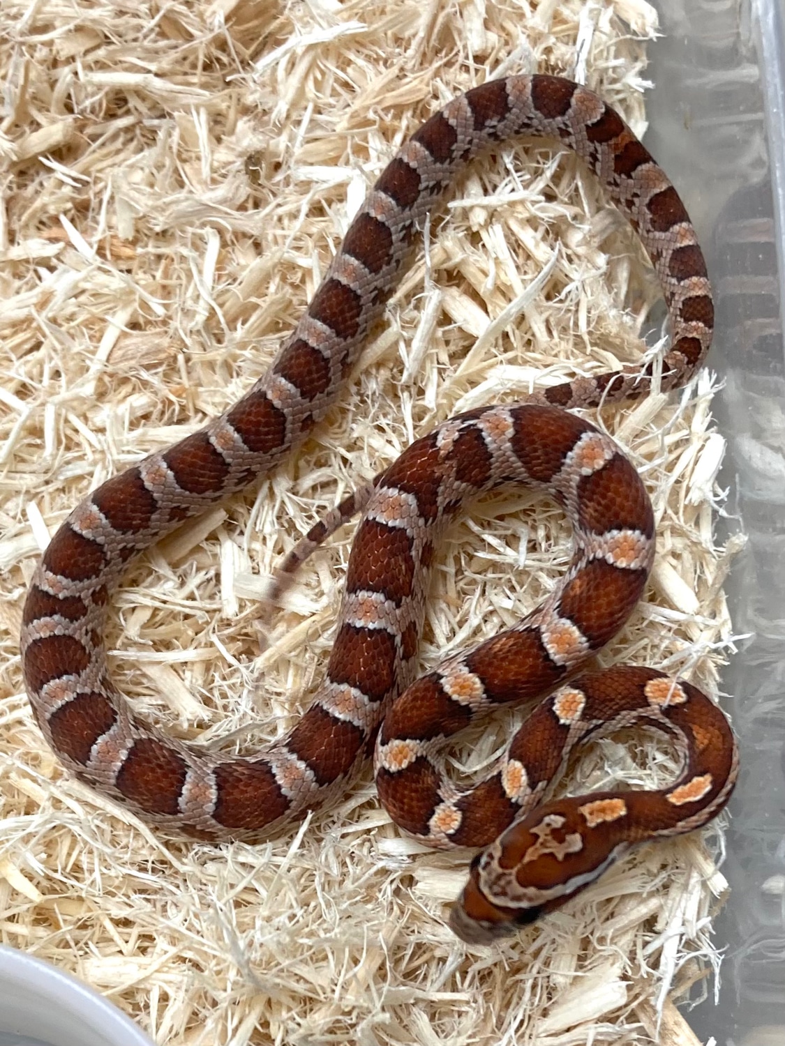 Het Palmetto Pos. Het Amel Corn Snake by Exotics by Nature Co ...