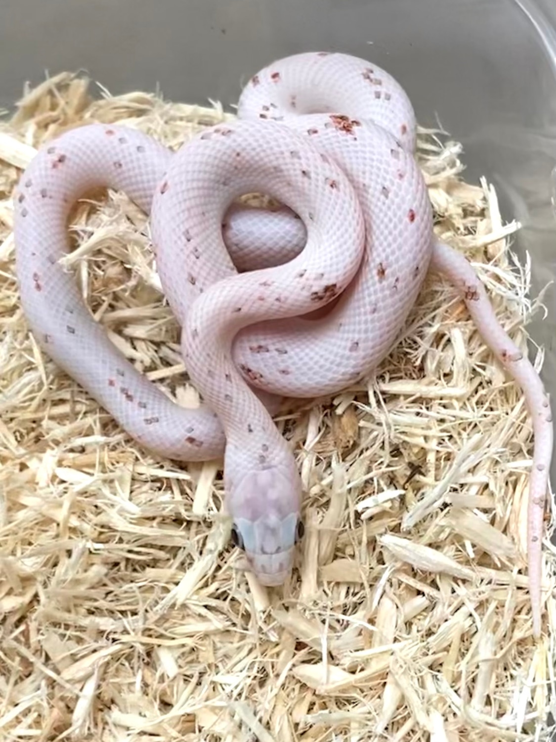 Palmetto Pos. Het Amel Corn Snake by Exotics by Nature Co. - MorphMarket
