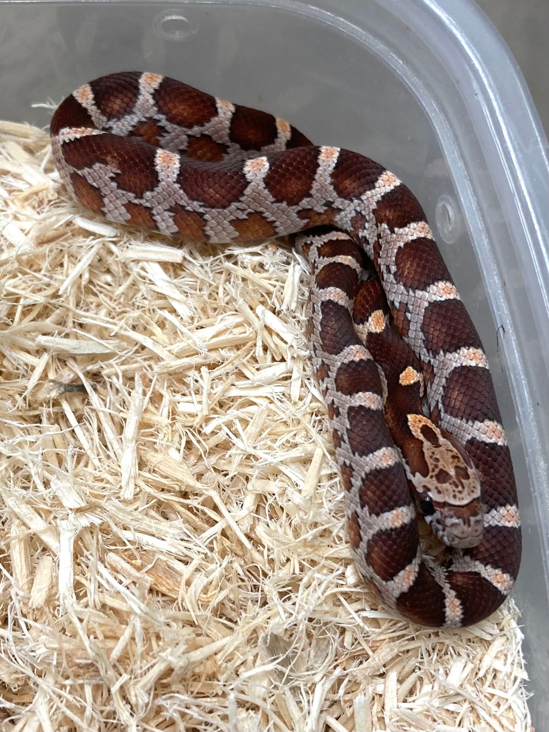Pos. Het Palmetto Amel Corn Snake by Exotics by Nature Co. - MorphMarket