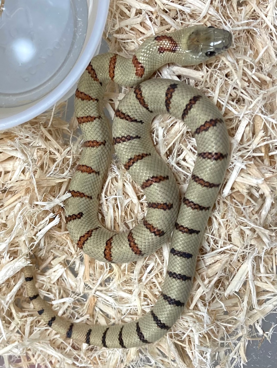 Variable Kingsnake Nuevo Leon Kingsnake by Exotics by Nature Co ...