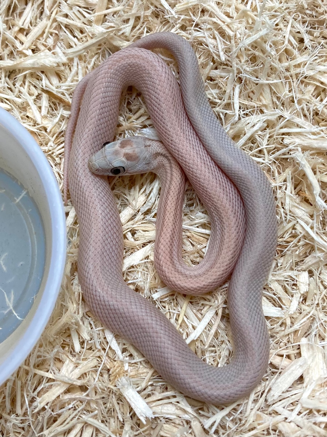 Coral Ghost Stripe Corn Snake by Exotics by Nature Co. - MorphMarket