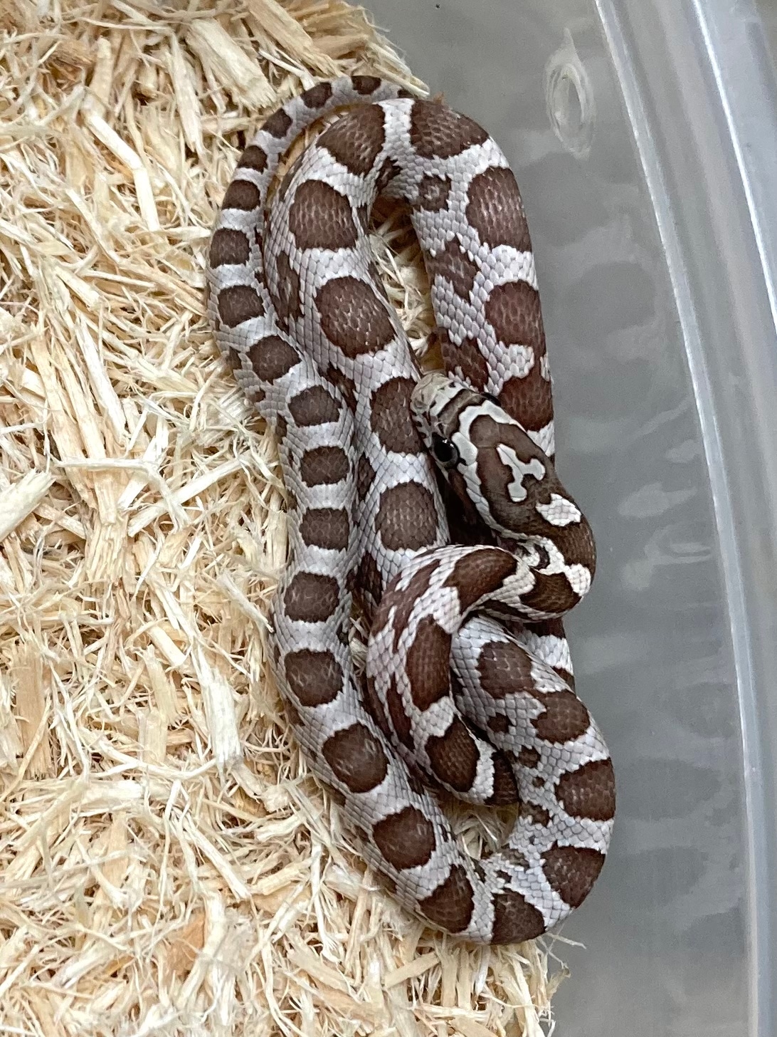 Coral Ghost Het Stripe Corn Snake by Exotics by Nature Co. - MorphMarket