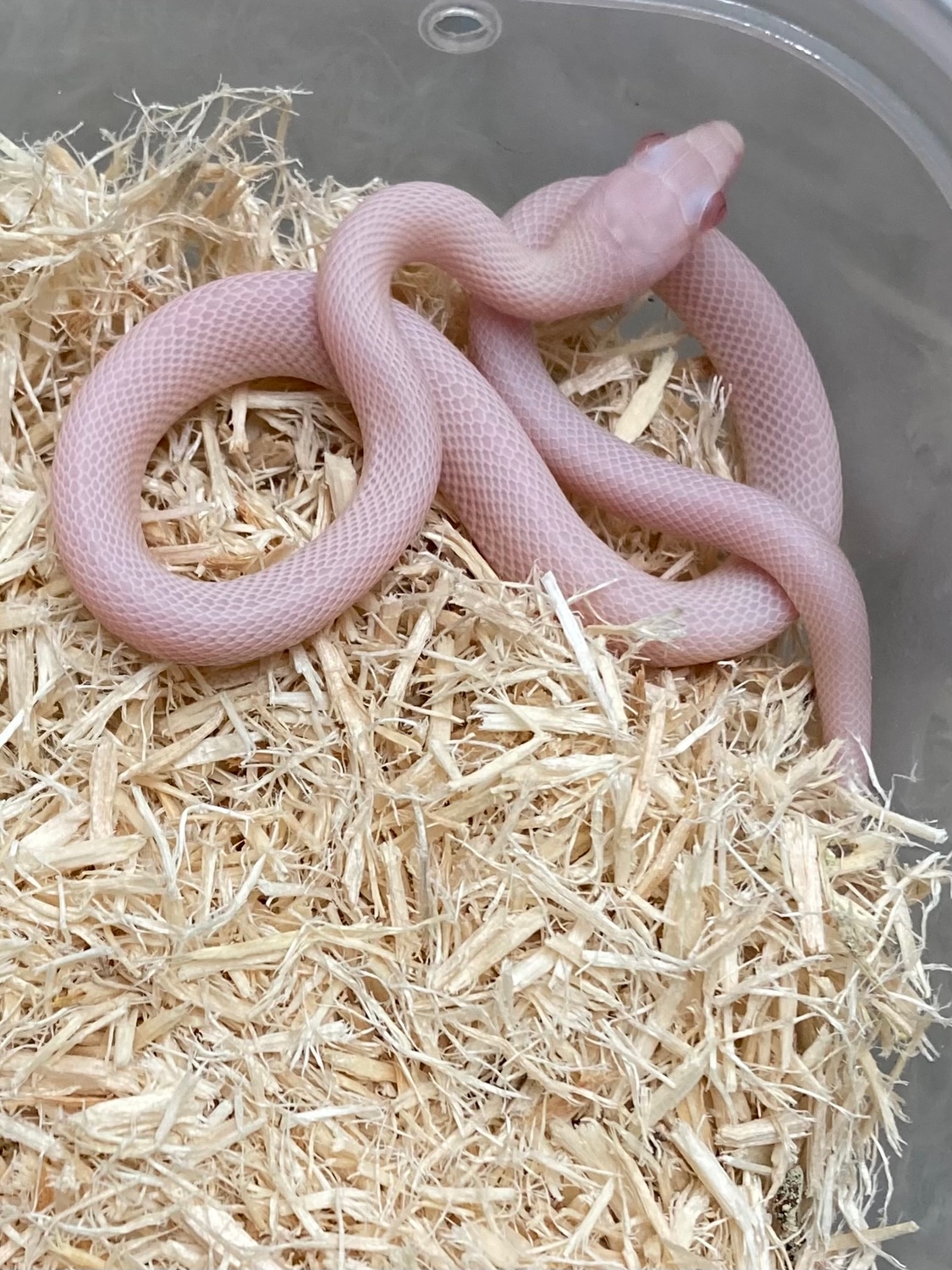 Amel Palmetto Corn Snake by Exotics by Nature Co. - MorphMarket