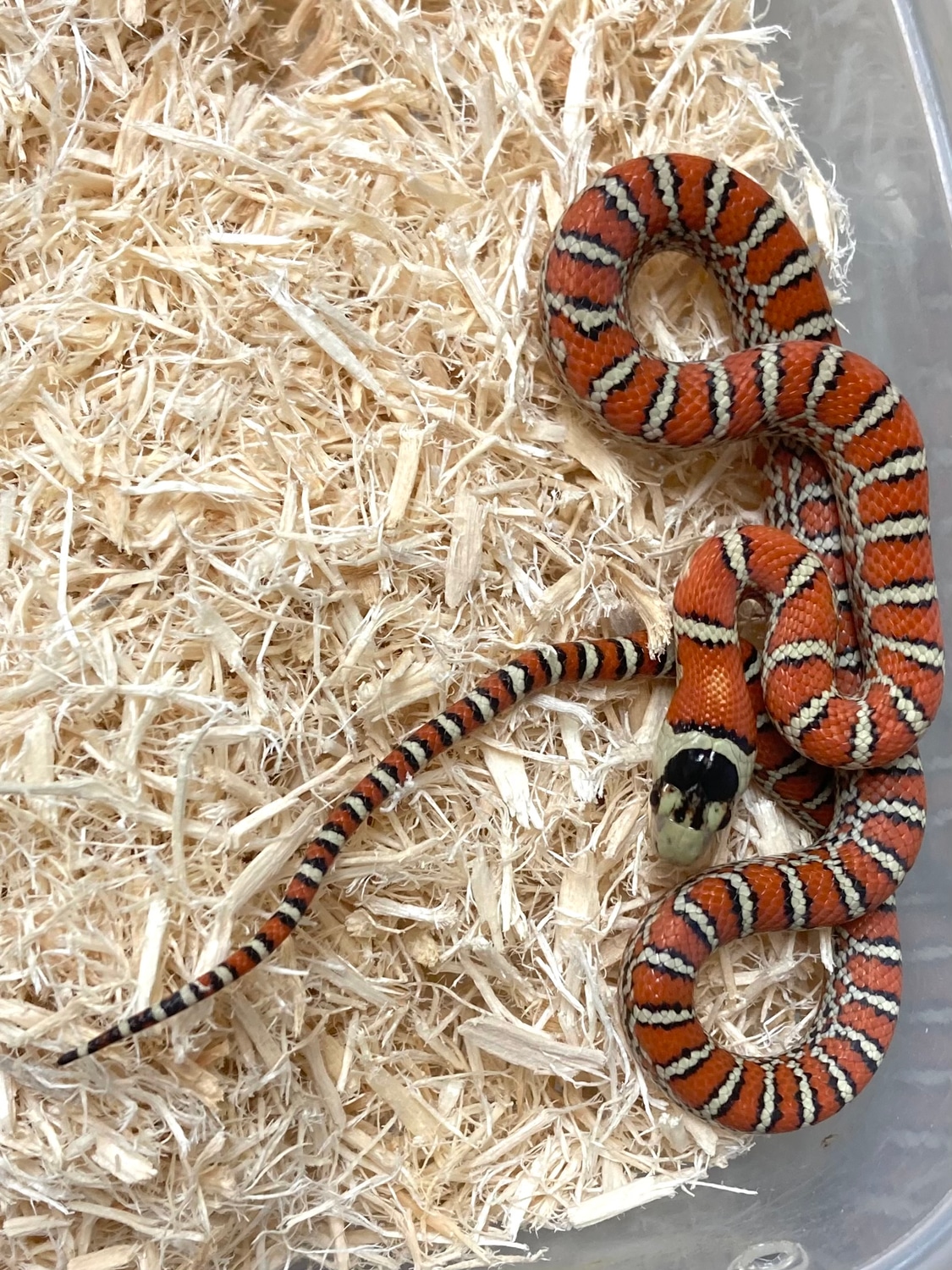 Tarahumara Mnt. Kingsnake Chihuahua Mountain Kingsnake by Exotics by ...