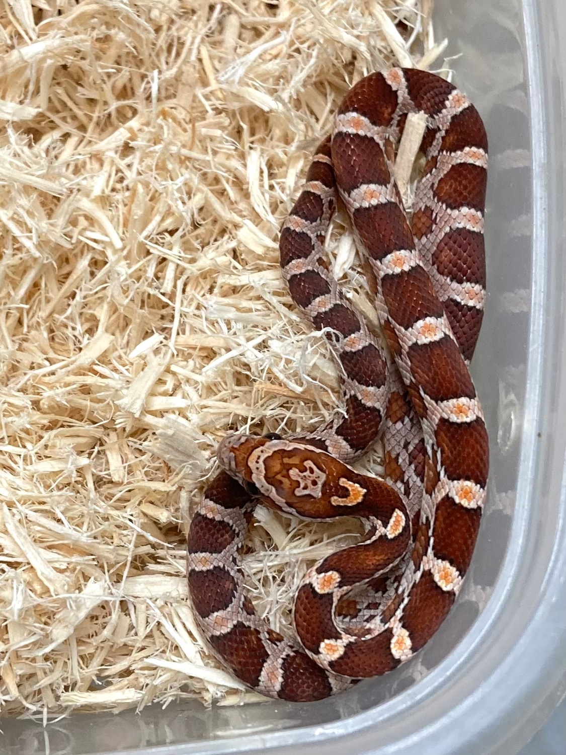 Pos. Het Palmetto Amel Corn Snake by Exotics by Nature Co. - MorphMarket