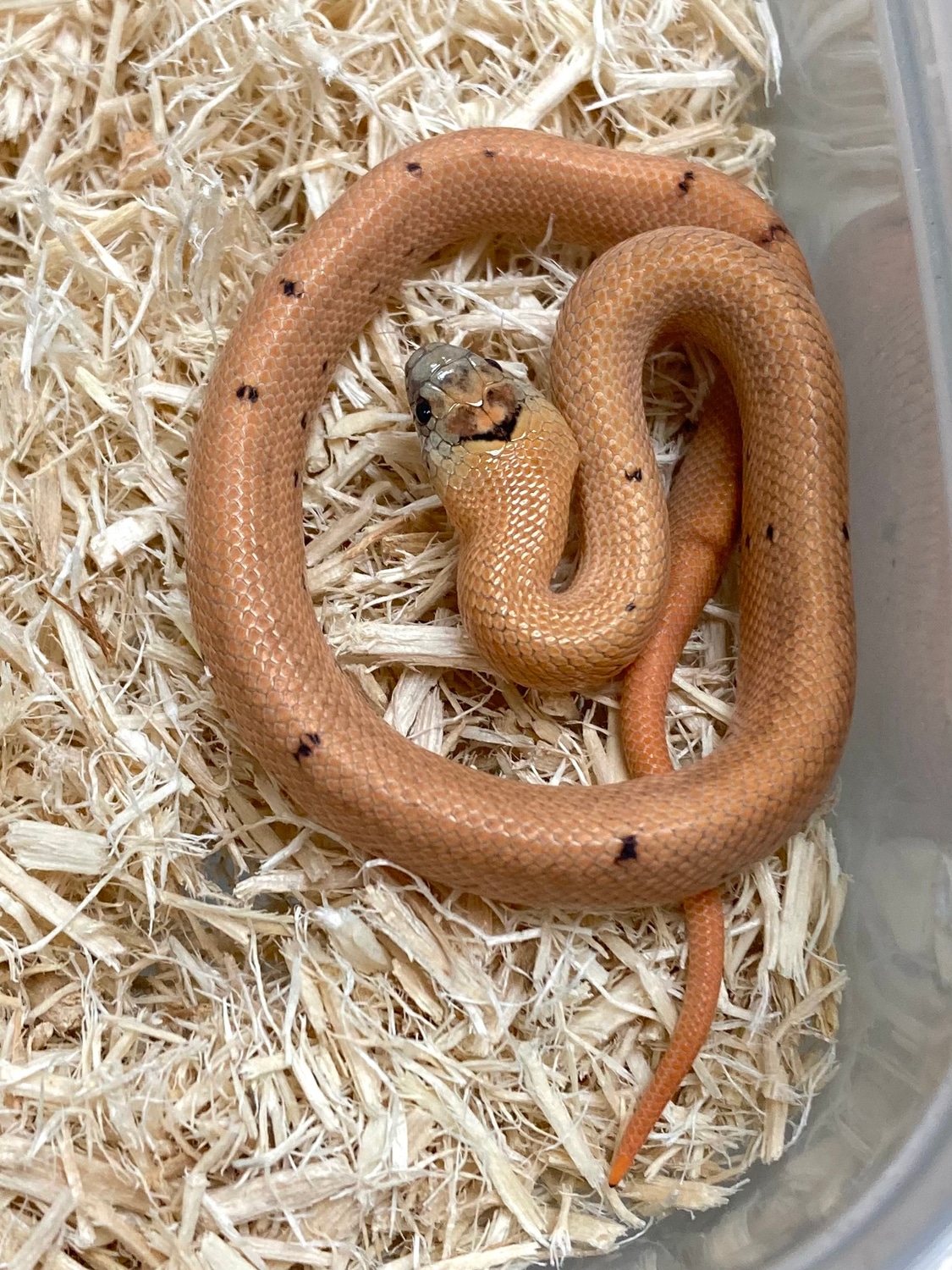 Variable Kingsnake Nuevo Leon Kingsnake by Exotics by Nature Co ...