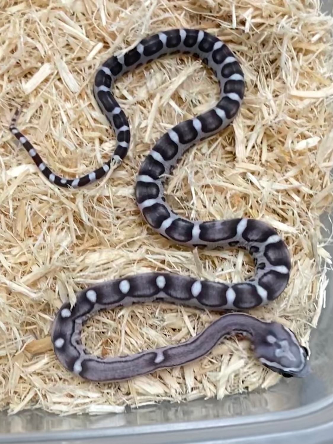 Scaleless Anery Het Amel Corn Snake by Exotics by Nature Co. - MorphMarket
