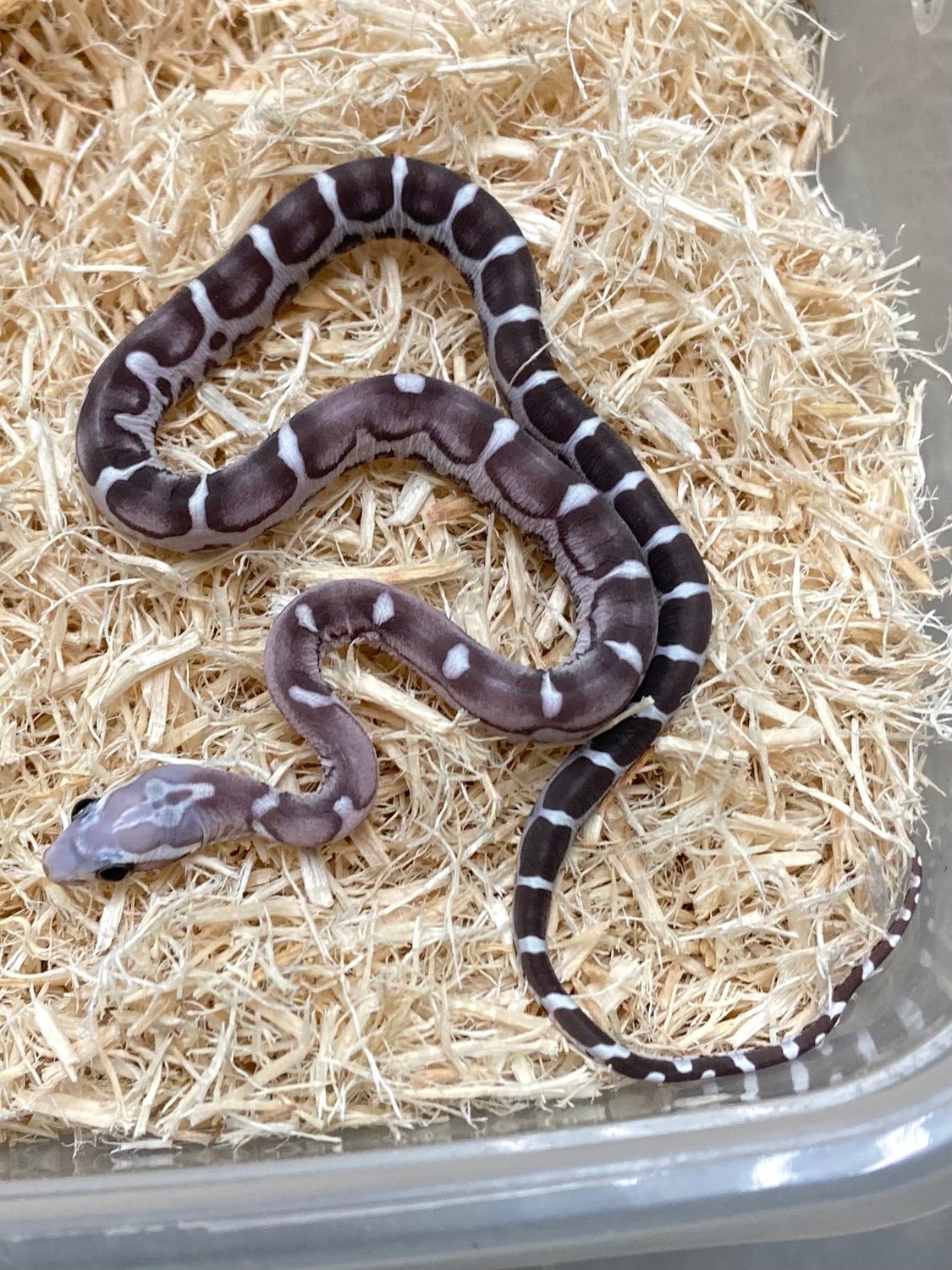 Scaleless Anery Het Amel Corn Snake by Exotics by Nature Co. - MorphMarket