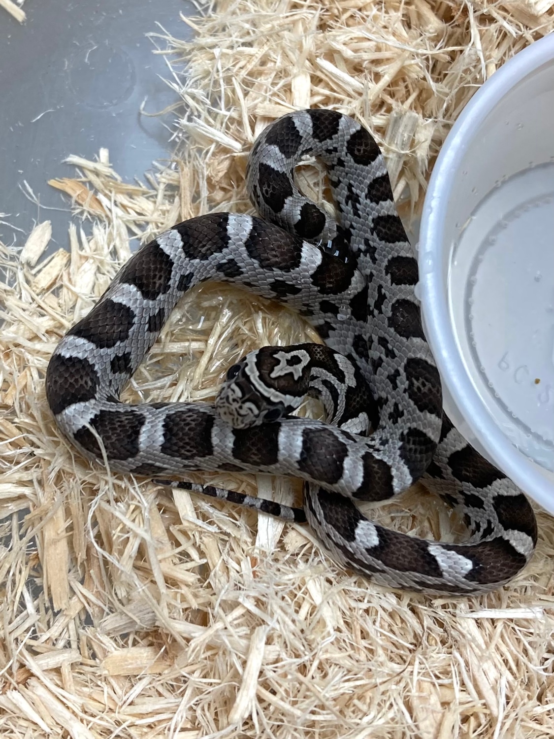 Anery Het Scaleless Amel Corn Snake by Exotics by Nature Co. - MorphMarket