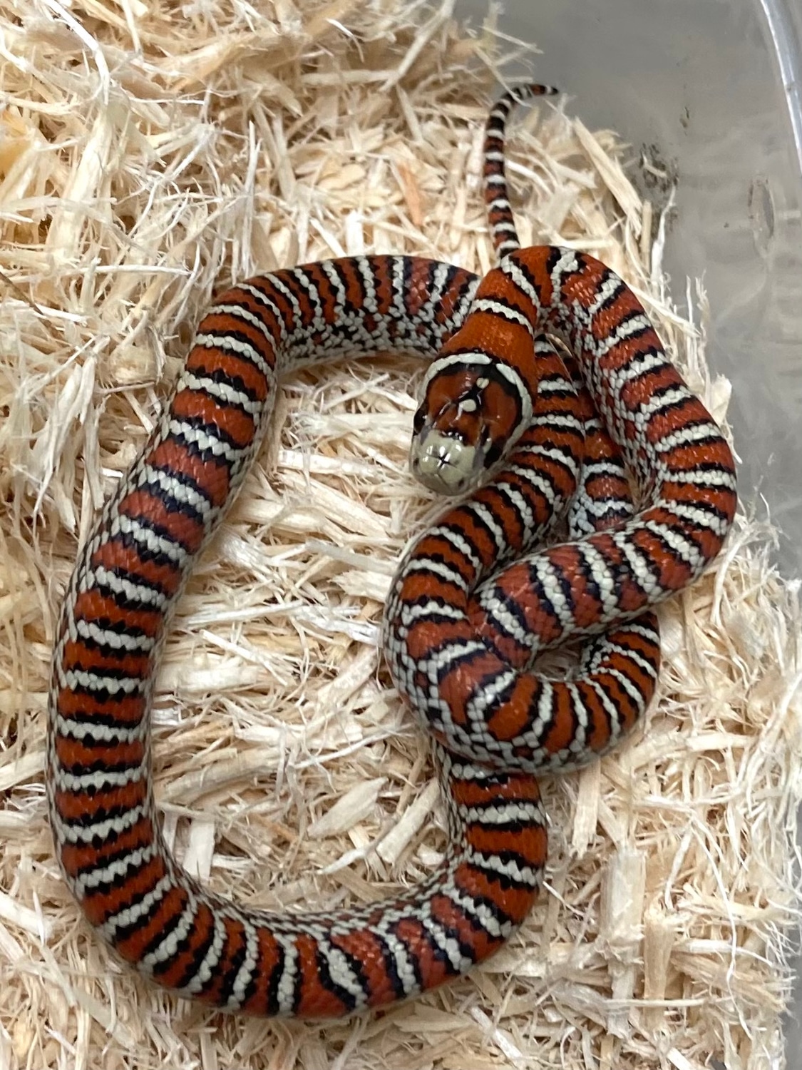 Tarahumara Mnt. Kingsnake Chihuahua Mountain Kingsnake by Exotics by ...