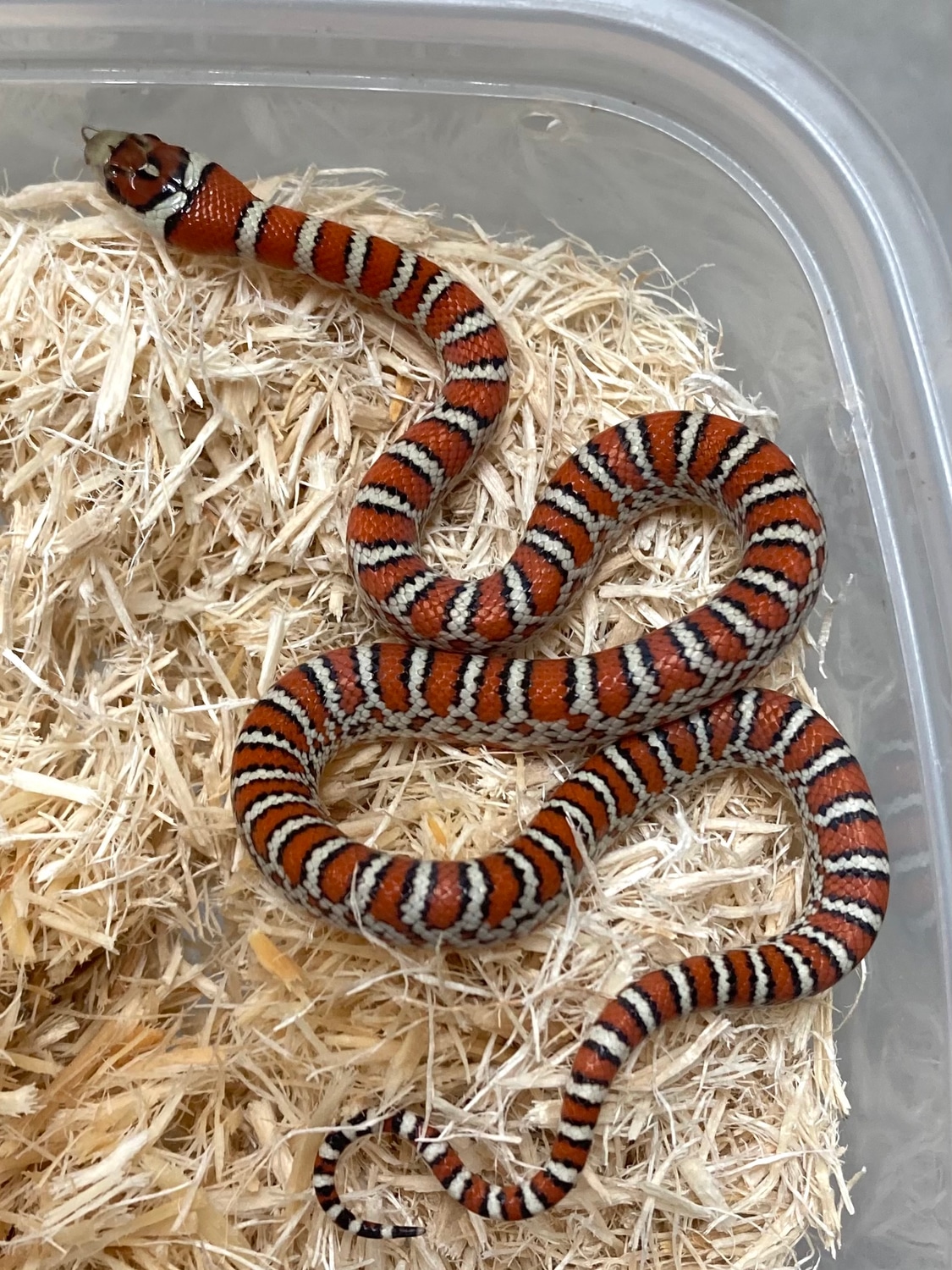 Tarahumara Mnt. Kingsnake Chihuahua Mountain Kingsnake by Exotics by ...