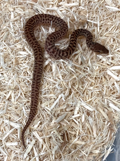 Anthill Python Pygmy Python by Exotics by Nature Co.