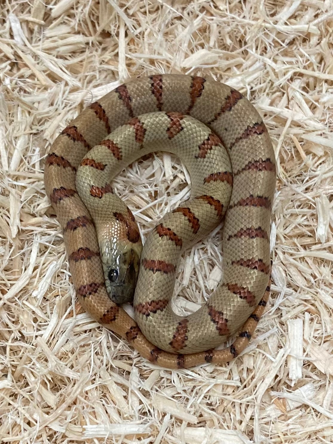 Variable Kingsnake Nuevo Leon Kingsnake by Exotics by Nature Co ...