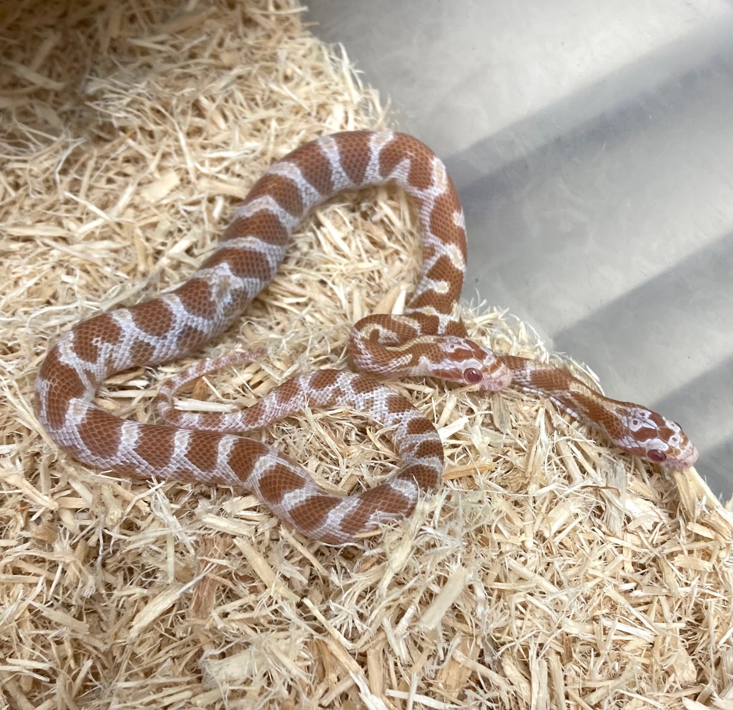 Two Headed Butter (Hydra) Corn Snake by Exotics by Nature Co. - MorphMarket