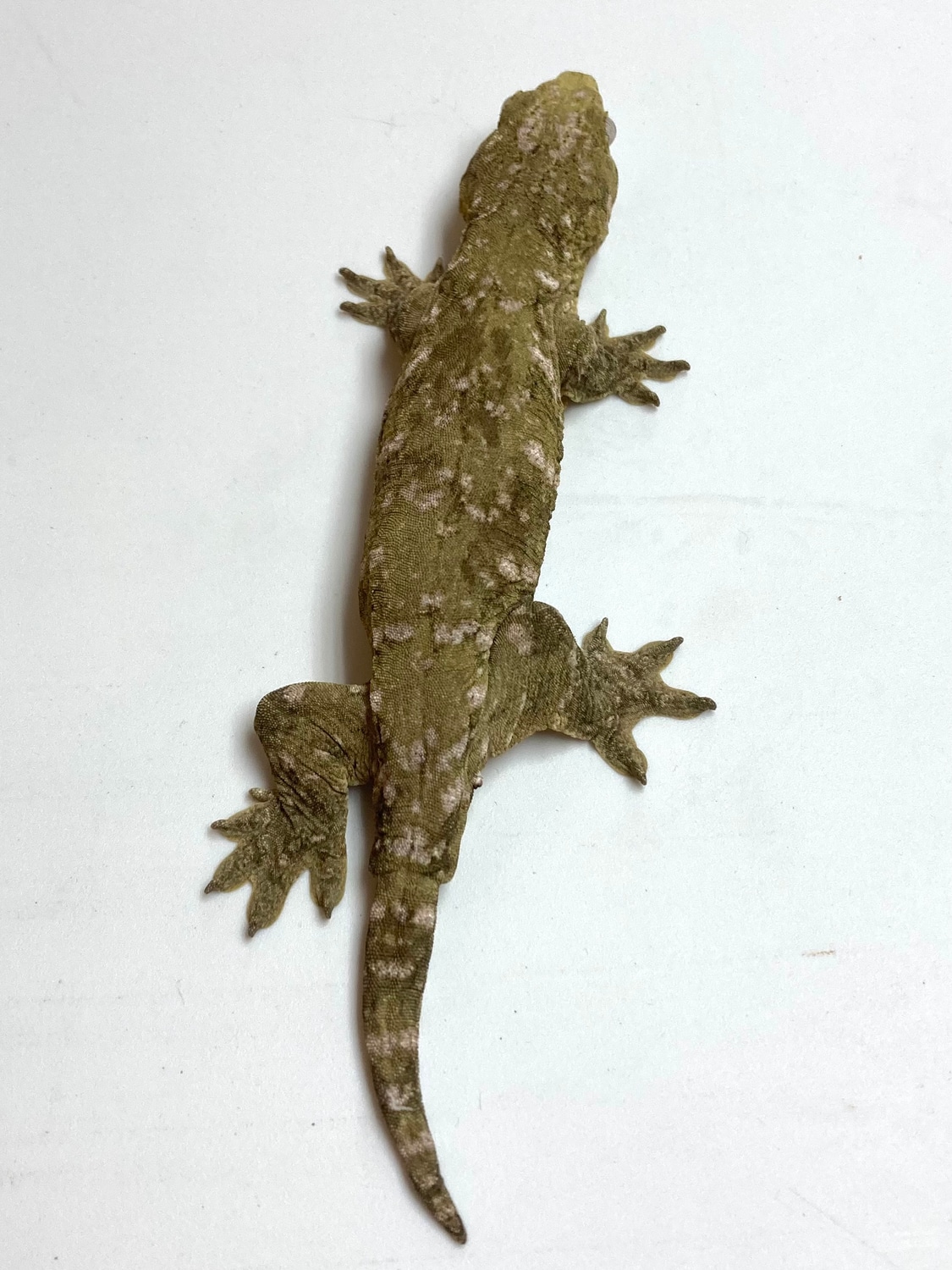 Pine Island Line Leachianus Gecko by Exotics by Nature Co. - MorphMarket