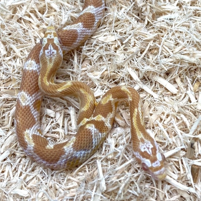 Two Headed Butter (Hydra) Corn Snake by Exotics by Nature Co. - MorphMarket